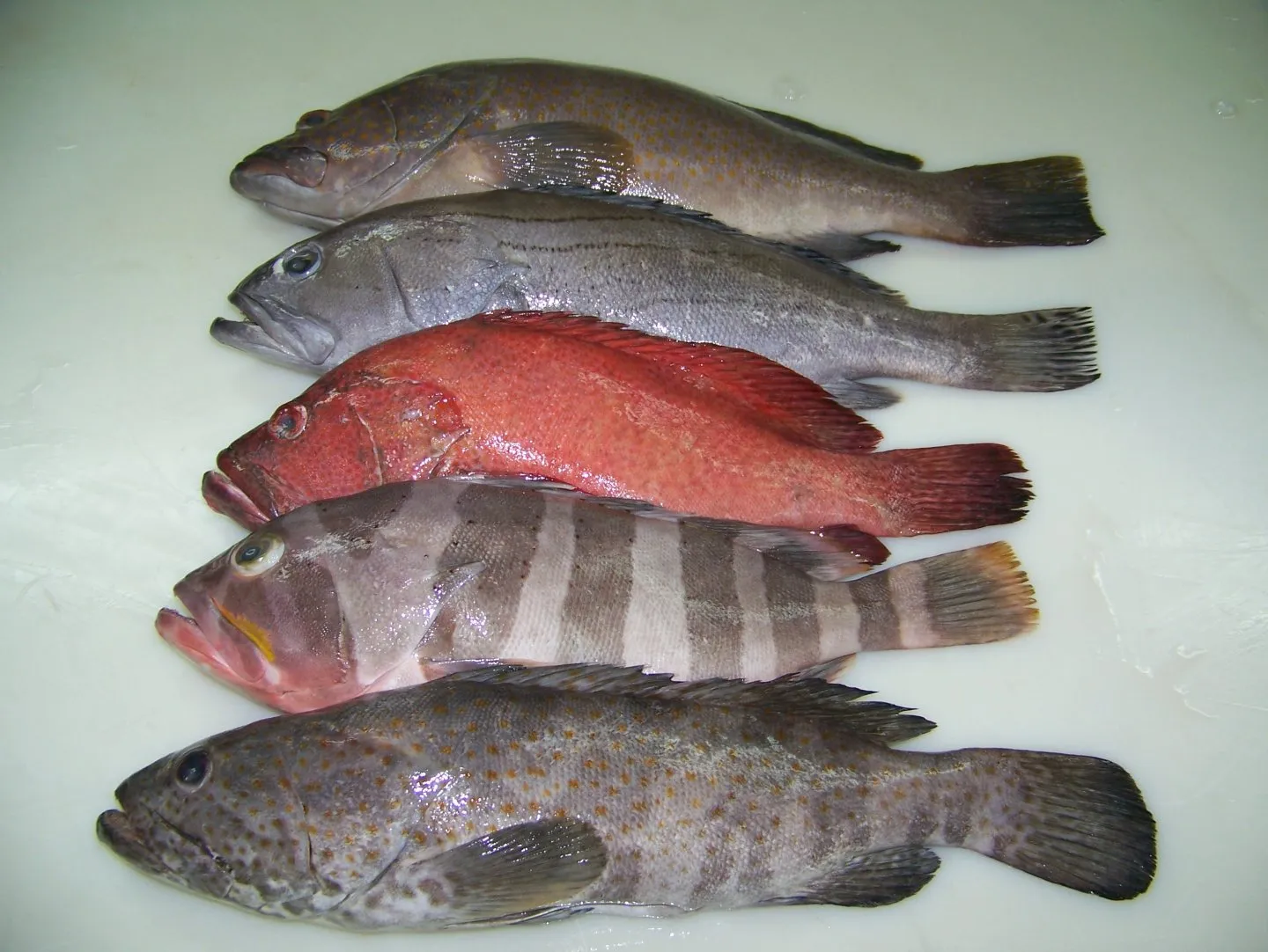 Grouper | PT Era Mandiri Cemerlang